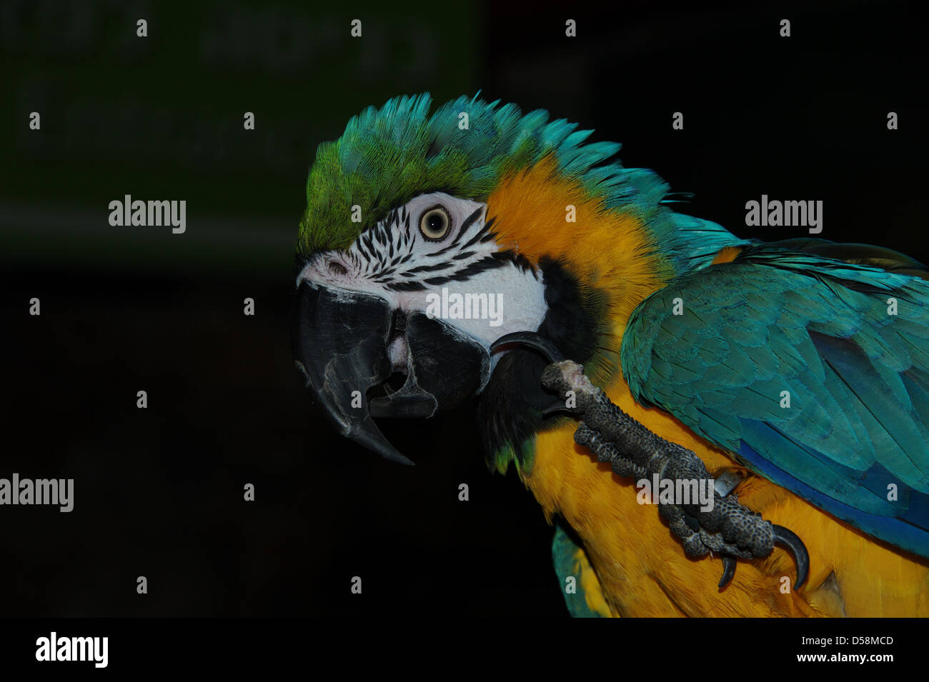 Parrot species hi-res stock photography and images - Alamy