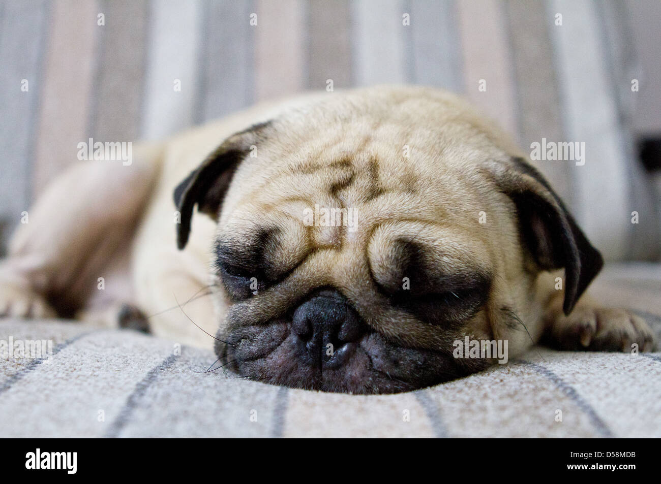 Can Pugs Sleep Alone