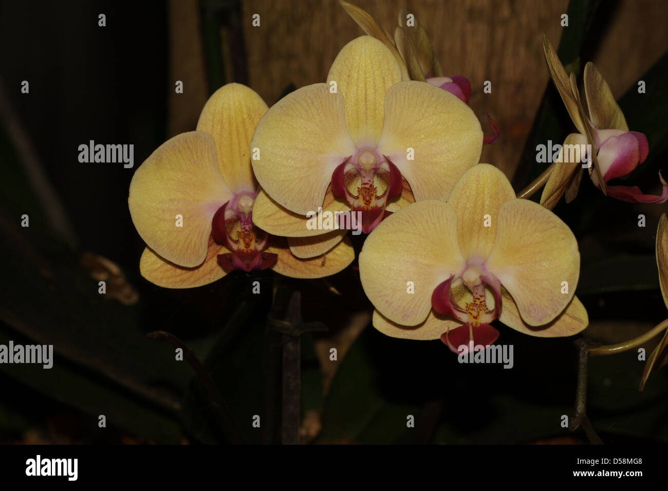 Orchid seedling hi-res stock photography and images - Alamy