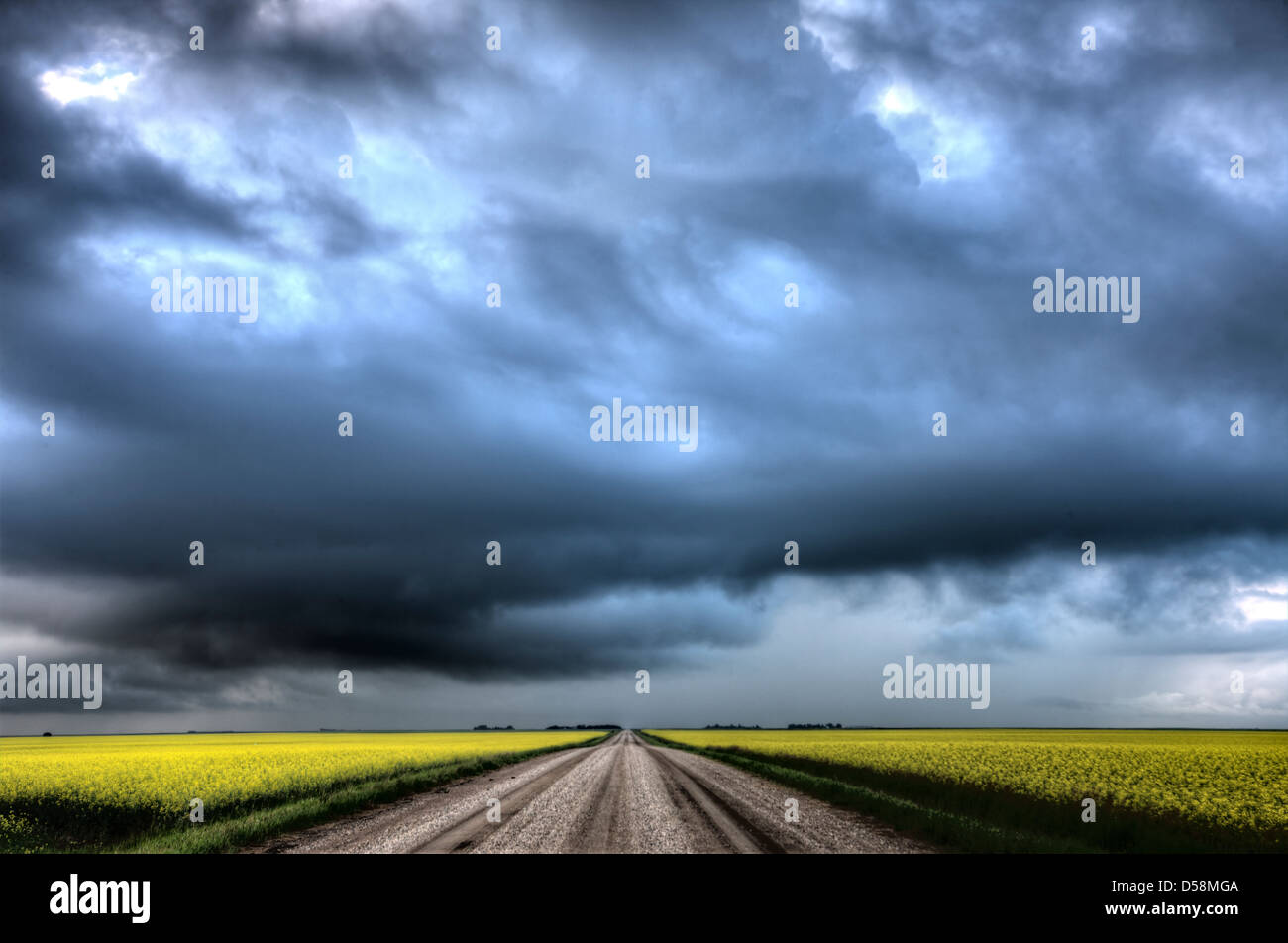 Storm Clouds Saskatchewan yellow bright canola field Stock Photo - Alamy