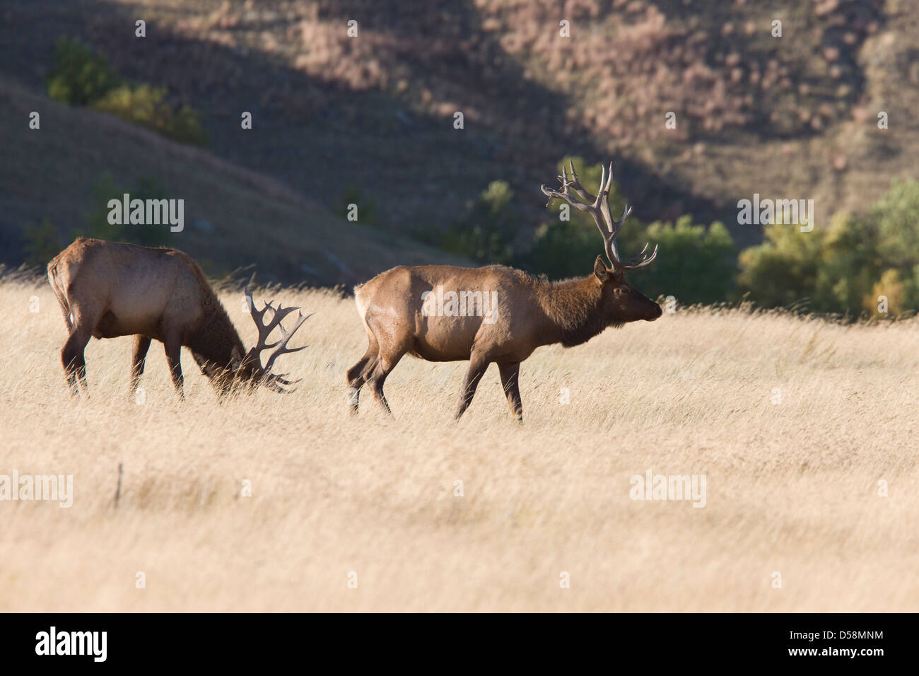 Bull Elk in a Saskatchewan Field grazing Stock Photo - Alamy
