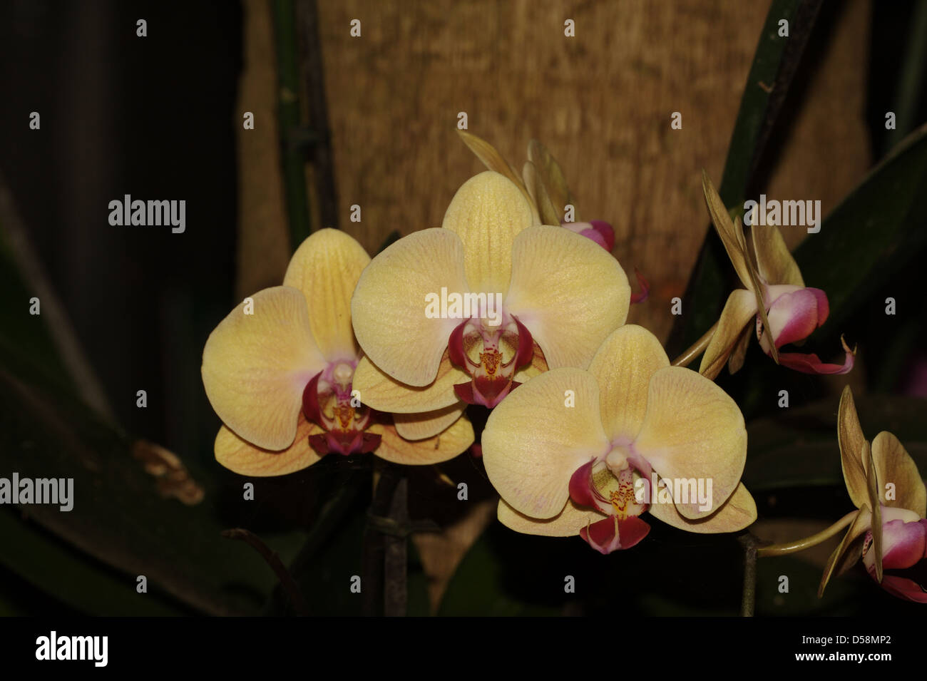 Orchid seedling hi-res stock photography and images - Alamy