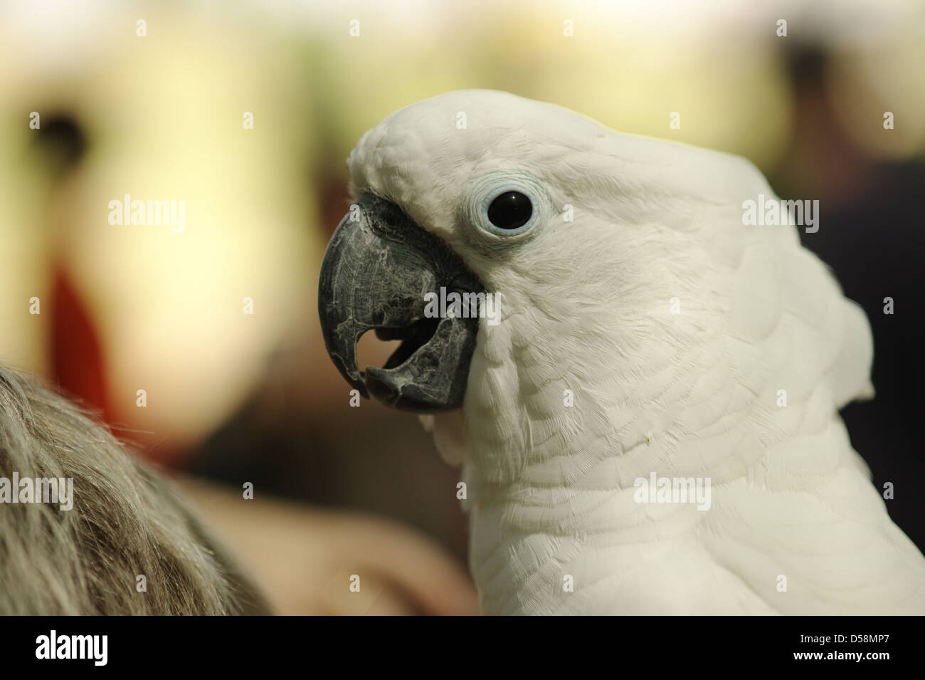 Colorful parrot species hi-res stock photography and images - Alamy