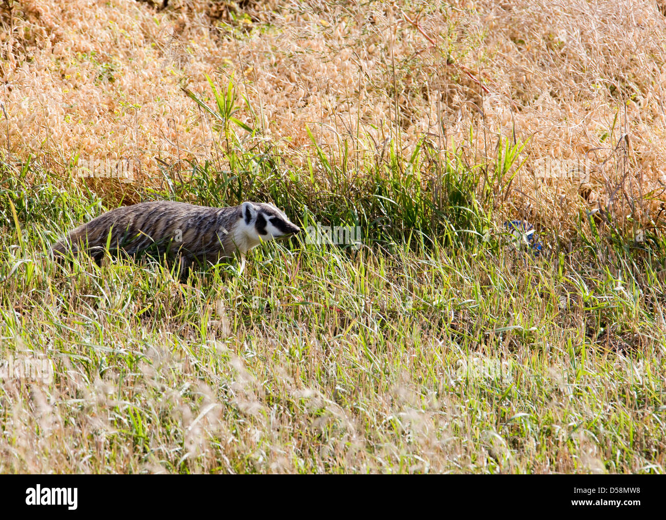 Badger young hi-res stock photography and images - Alamy