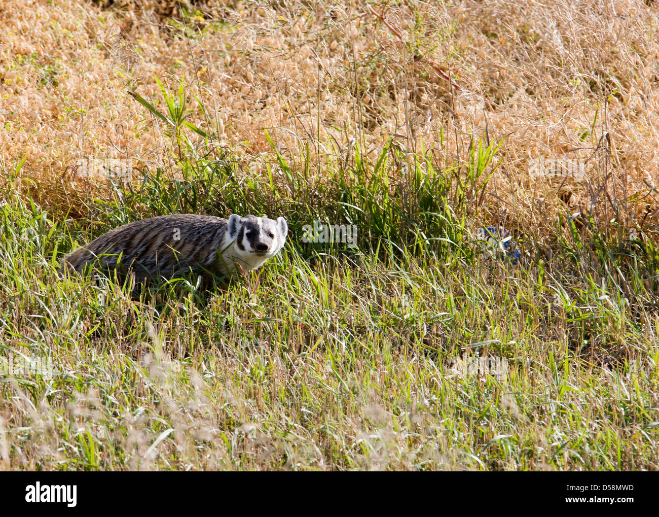 Badger young Saskatchewan walking in a field Stock Photo - Alamy