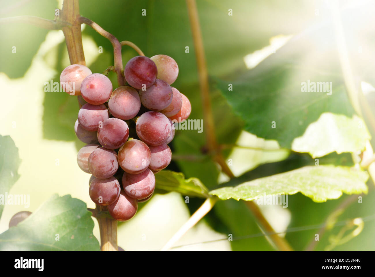 Grapes on vine harvest ready Stock Photo - Alamy