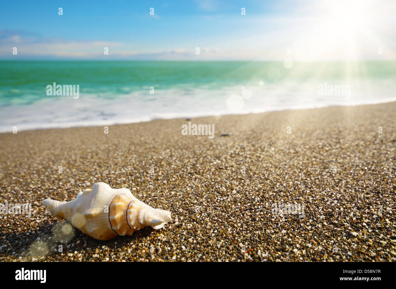 Shell on beach with tide at background Stock Photo - Alamy