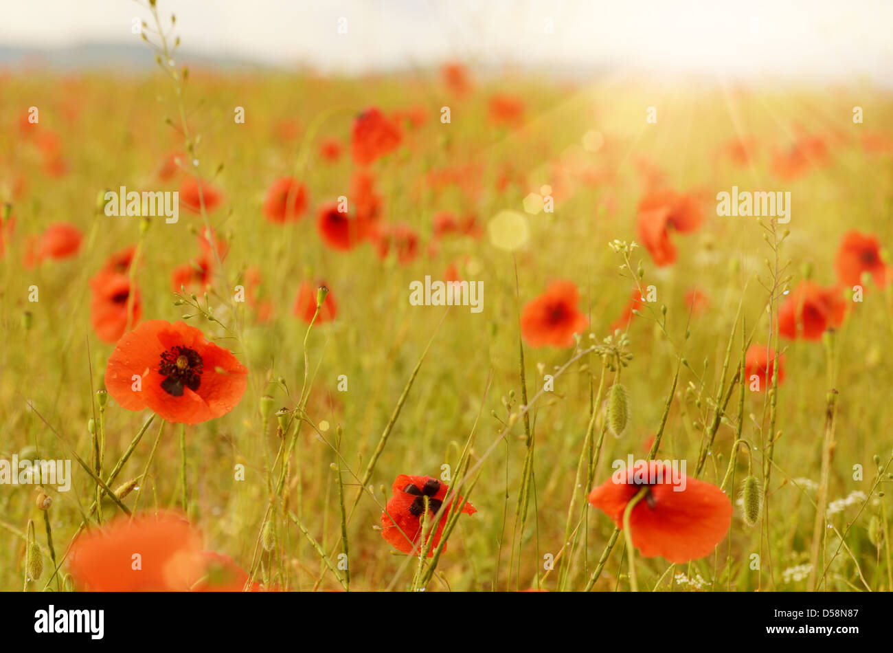 Red poppies against bright hi-res stock photography and images - Alamy