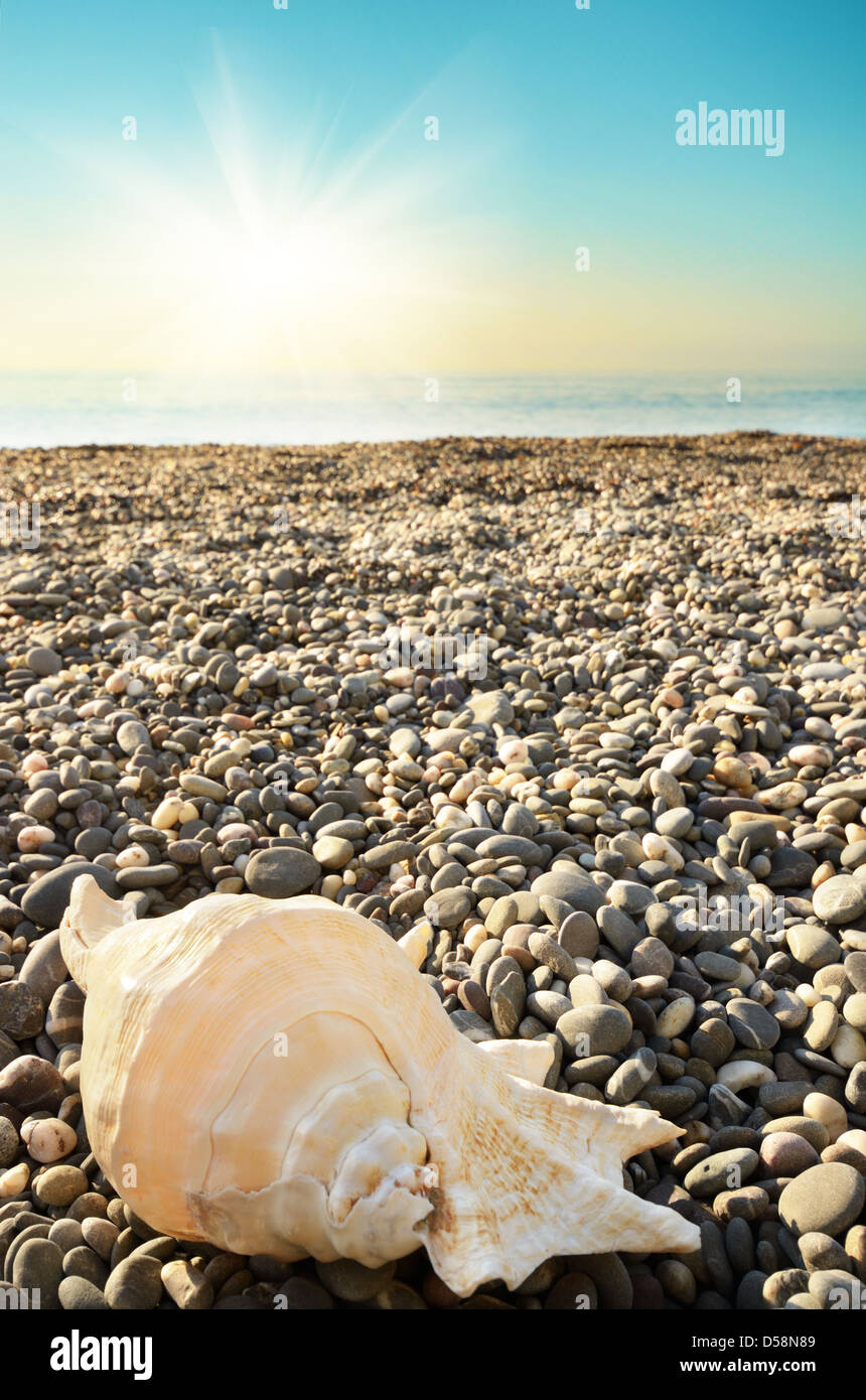 Shell on beach under the sunny blue sky Stock Photo - Alamy