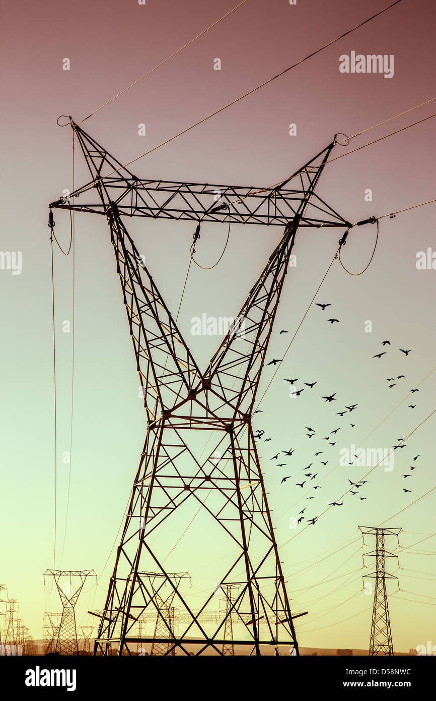 Pylon poles with birds hi-res stock photography and images - Alamy