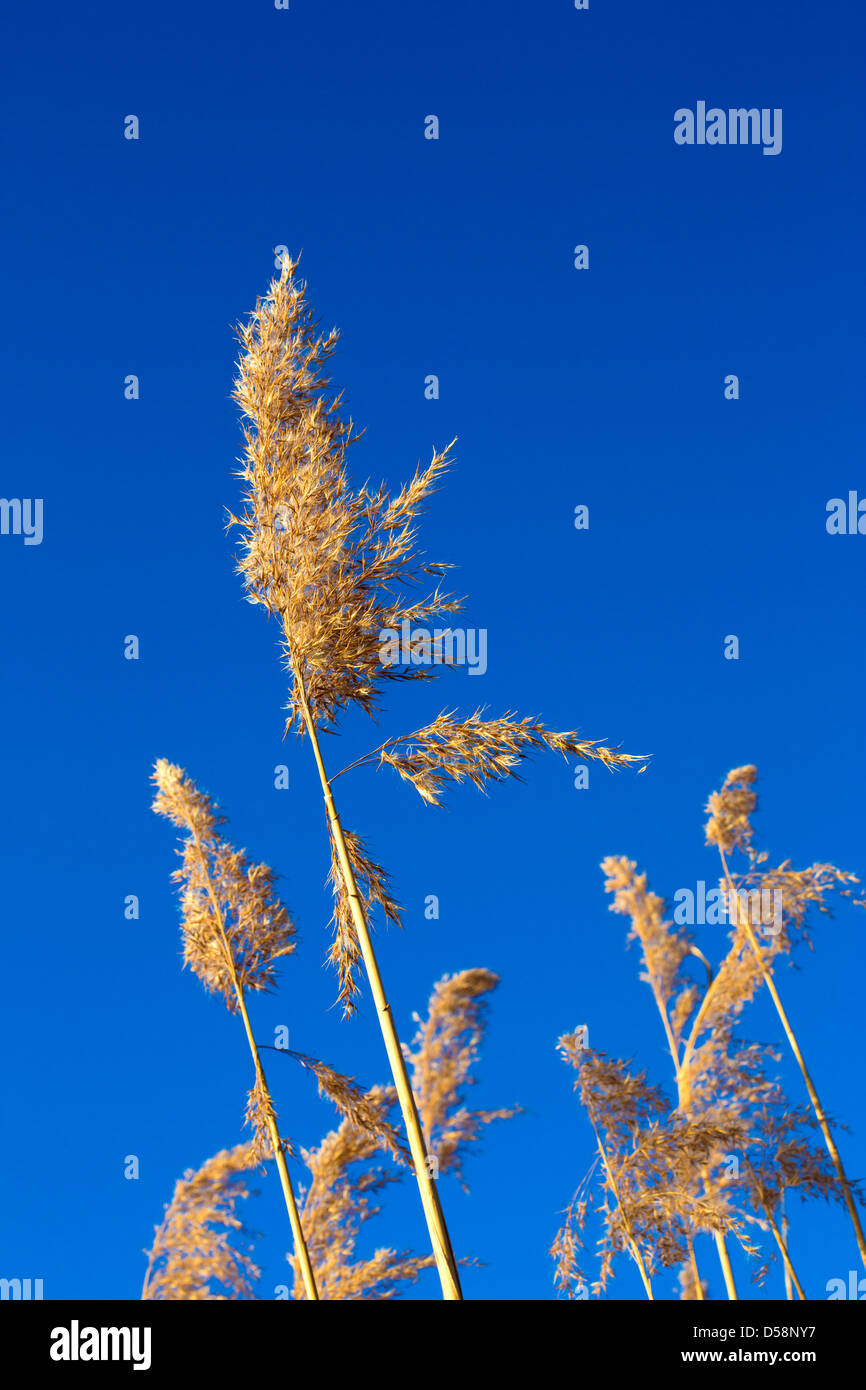 Reeds with Blue Sky Stock Photo - Alamy