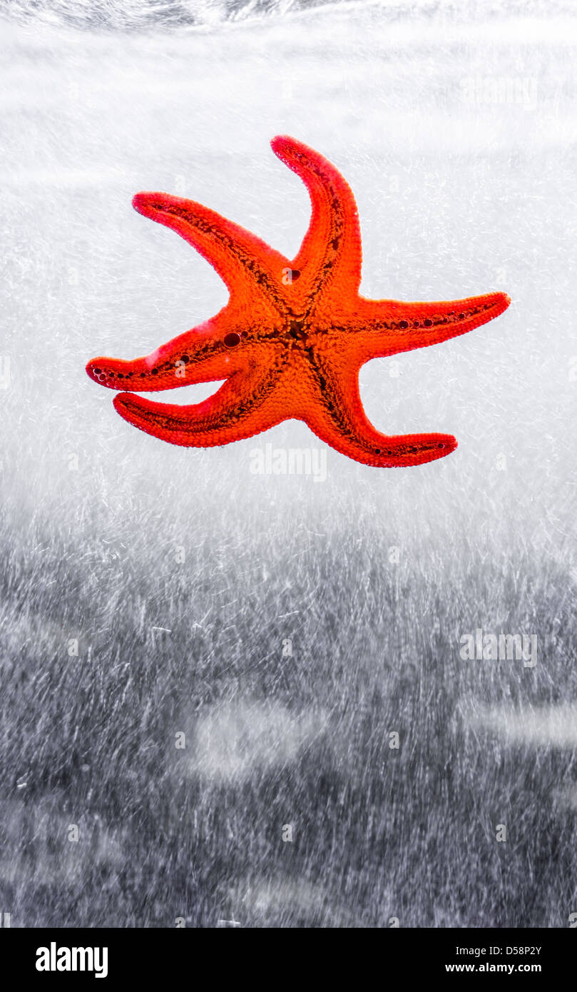Star Fish In an Aquarium Stock Photo - Alamy