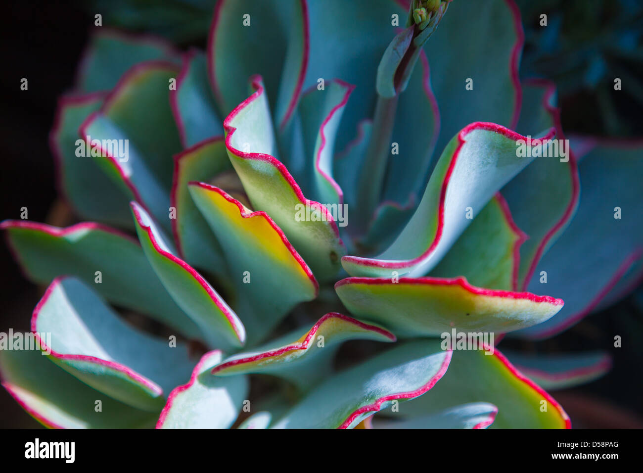 Succulent shadow hi-res stock photography and images - Alamy