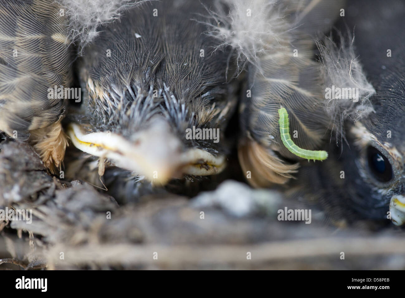 Baby robins in their nest hi-res stock photography and images - Alamy