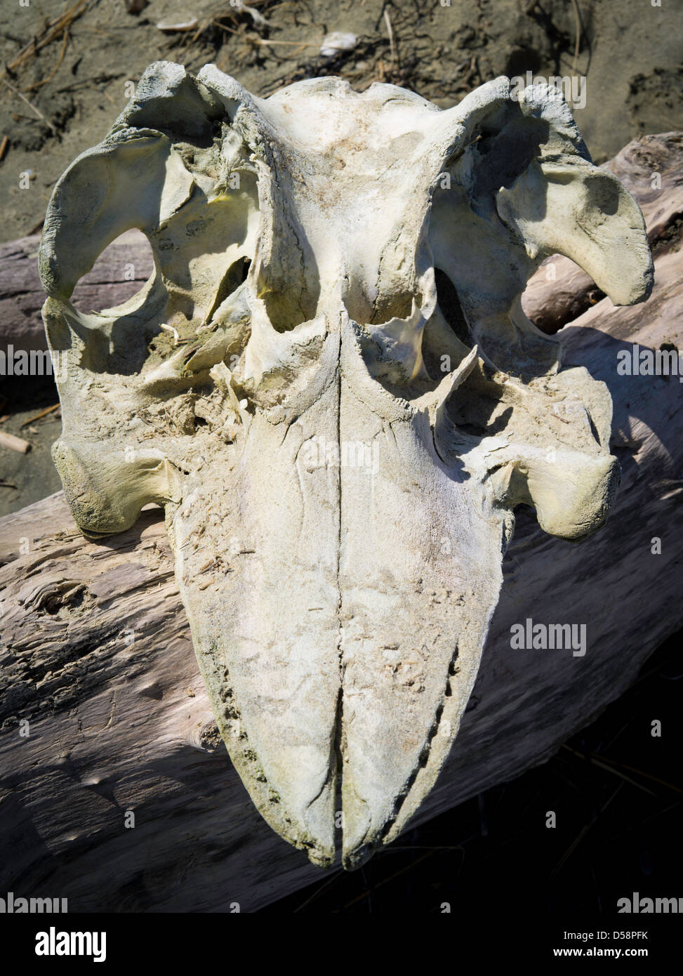A bleached, decaying skull of a (likely) long-finned pilot whale ...