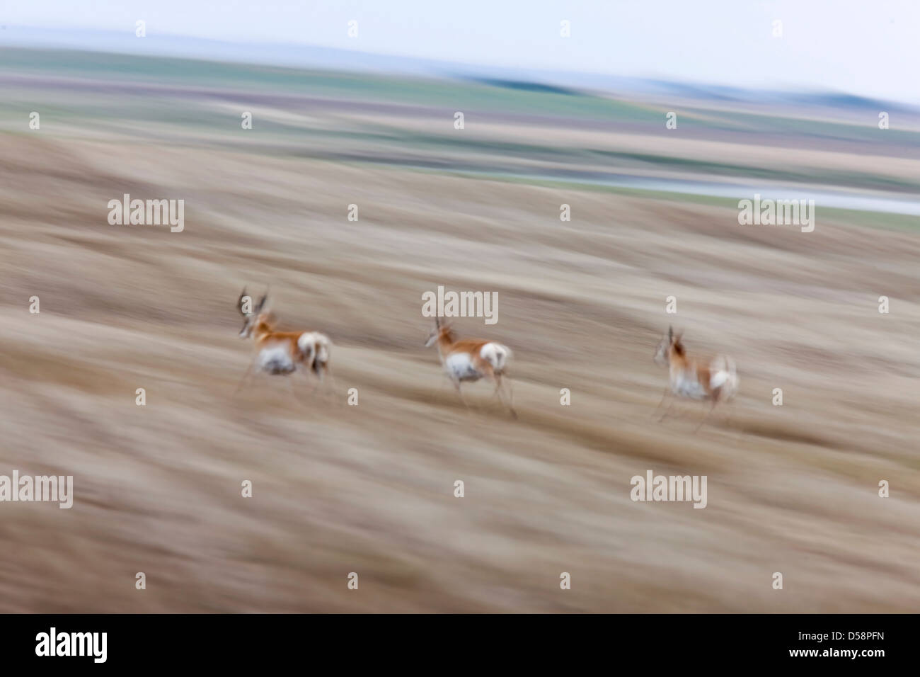 Pronghorn antelope running hi-res stock photography and images - Alamy