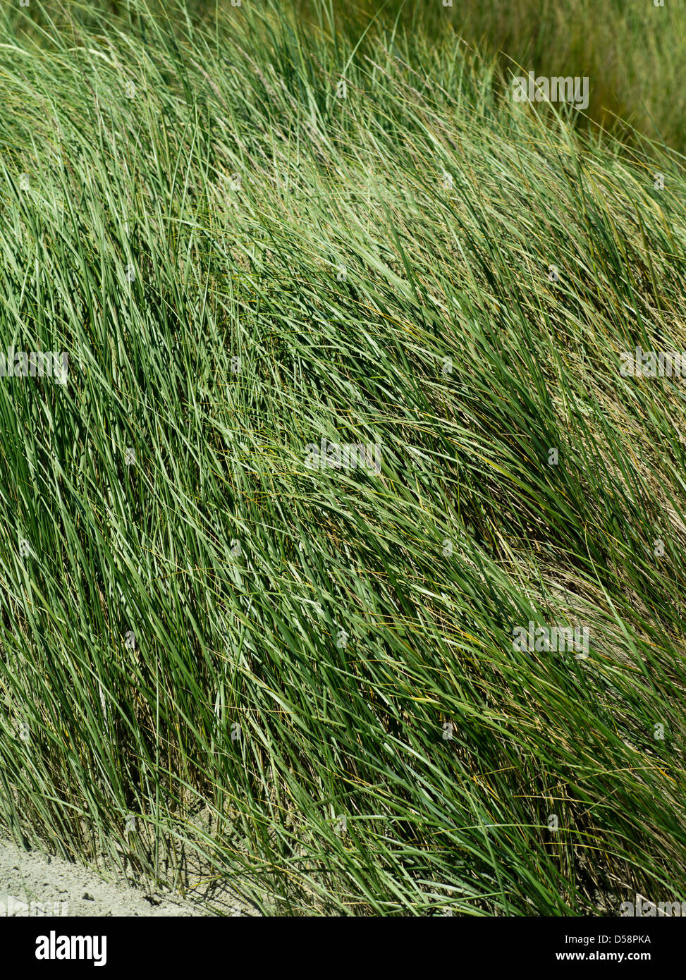 Grass and other dune plants stabilize the high sand dunes on the beach ...