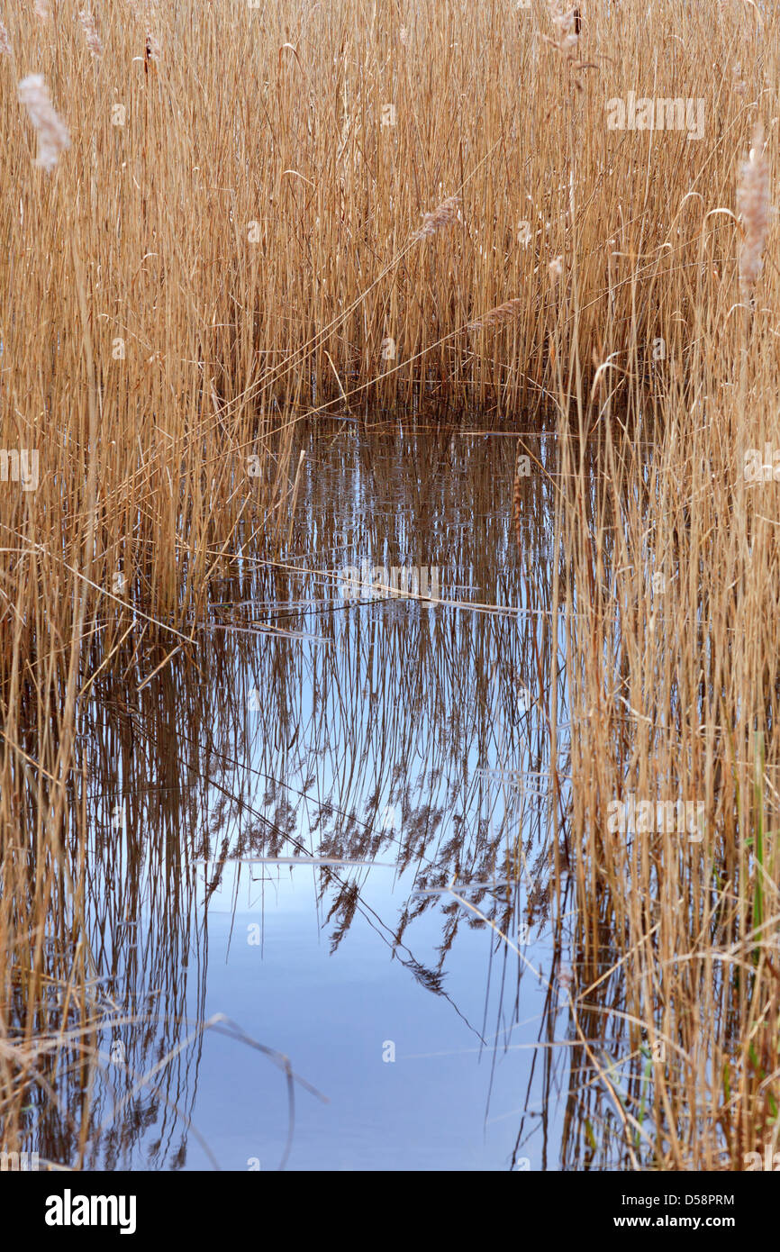 Pond reeds close up hi-res stock photography and images - Alamy