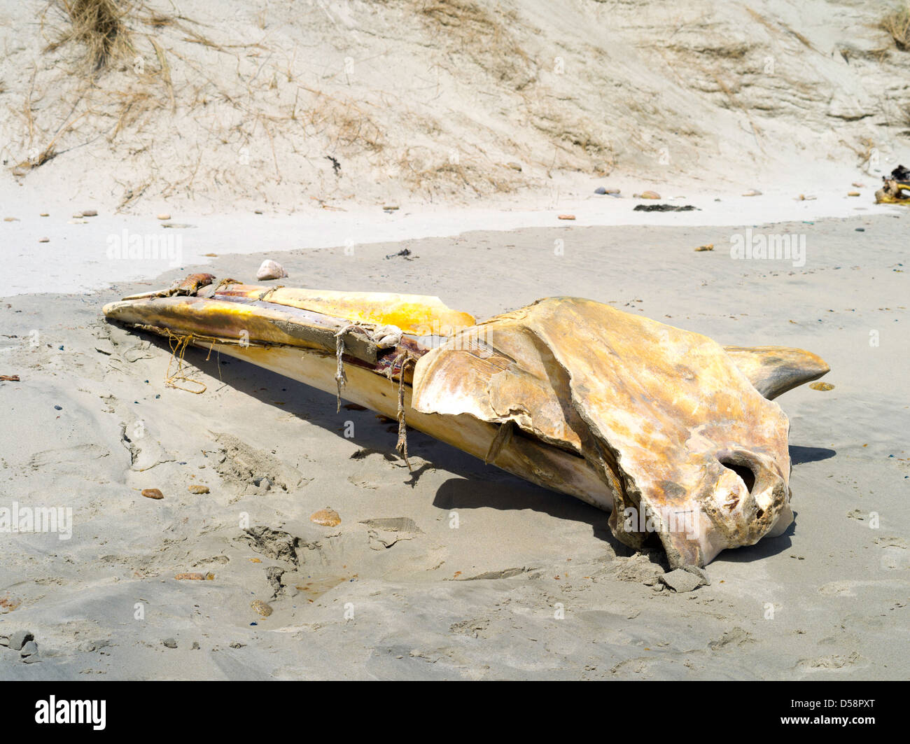Decaying animal bone hi-res stock photography and images - Alamy