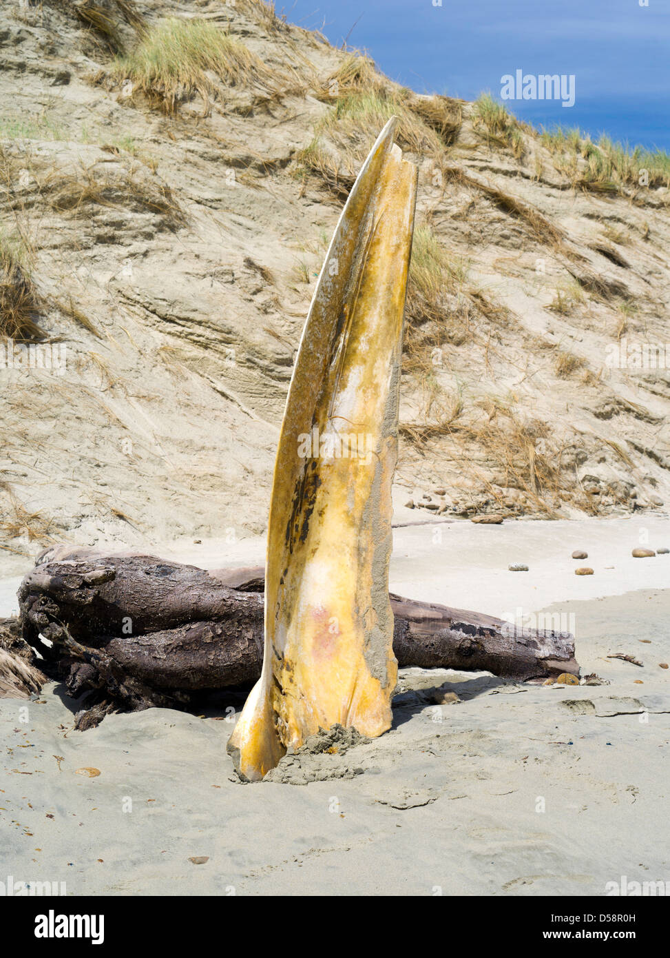 Decaying animal bone hi-res stock photography and images - Alamy