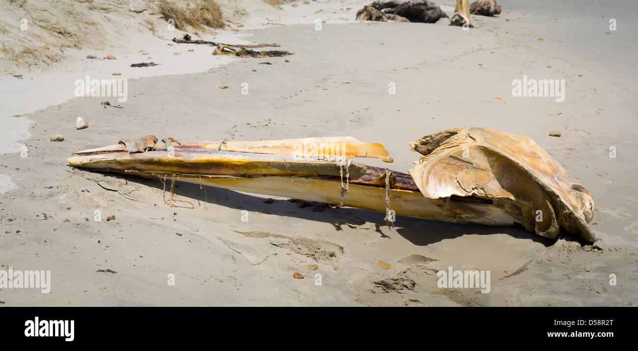 Whales anatomy hi-res stock photography and images - Alamy