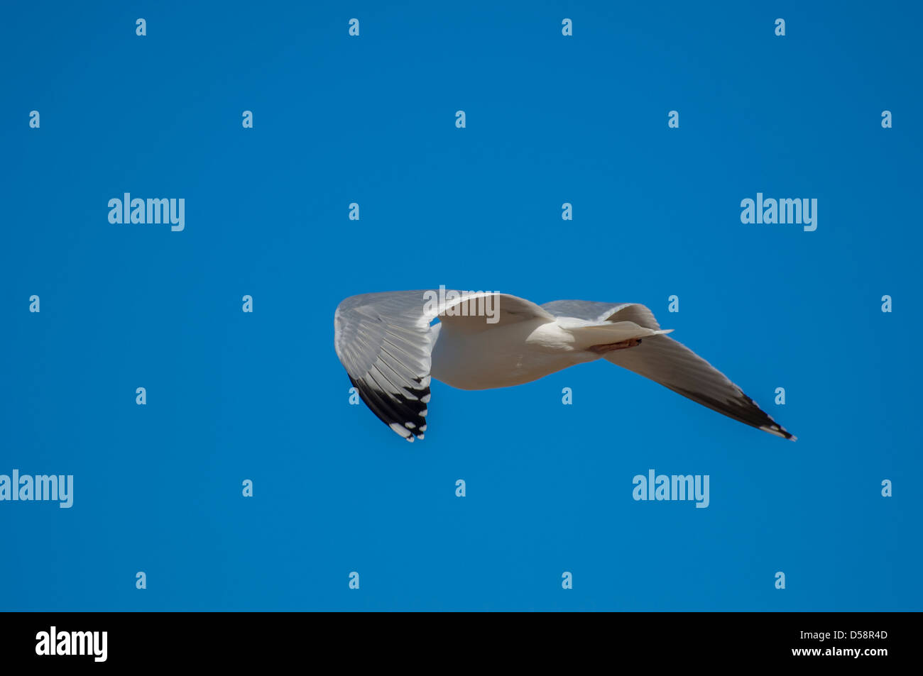 Behind seagull hi-res stock photography and images - Alamy