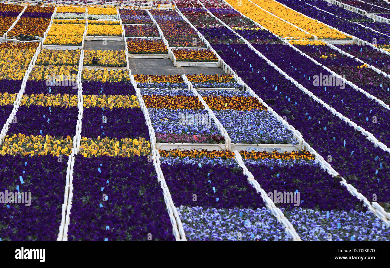 Kitzingen, Germany. 26th March 2013. Different colored pansies are ...
