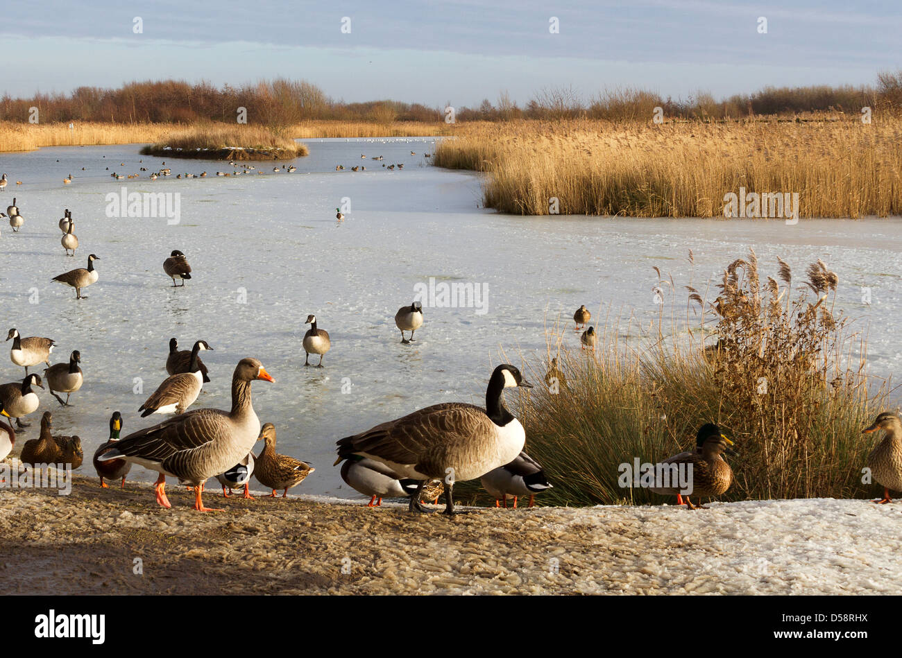 Round ducks hi-res stock photography and images - Alamy