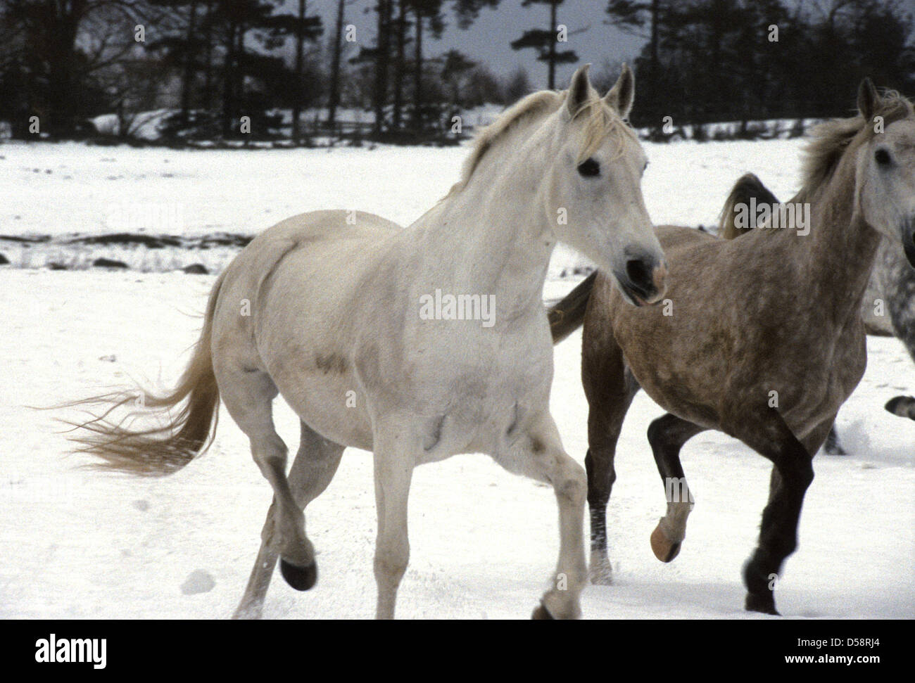 Horses on a snowy field in winter Stock Photo - Alamy