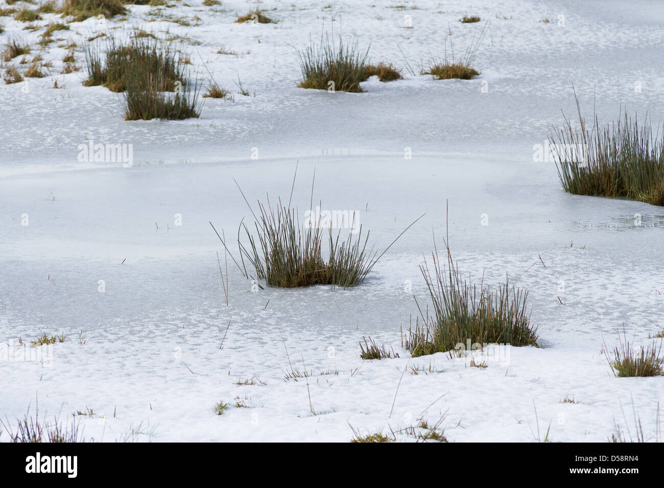 Grass with snow hi-res stock photography and images - Alamy
