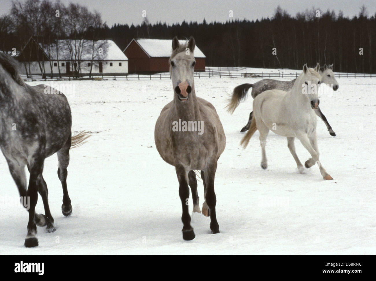 Horses on a snowy field in winter Stock Photo - Alamy