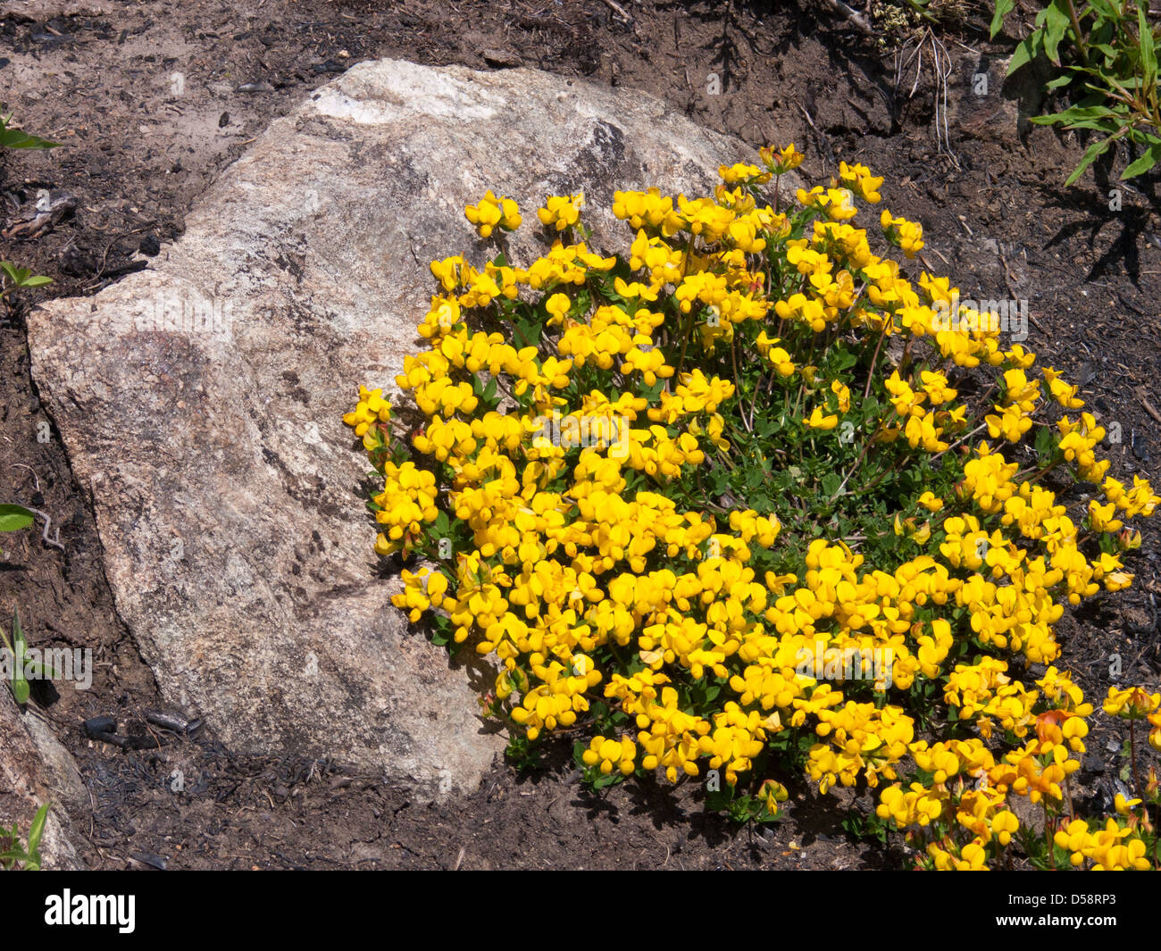Lotus alpinus hi-res stock photography and images - Alamy