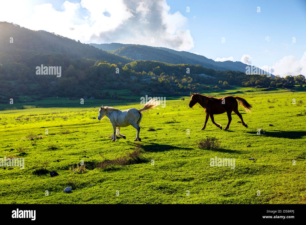 Wild Horses Running Field