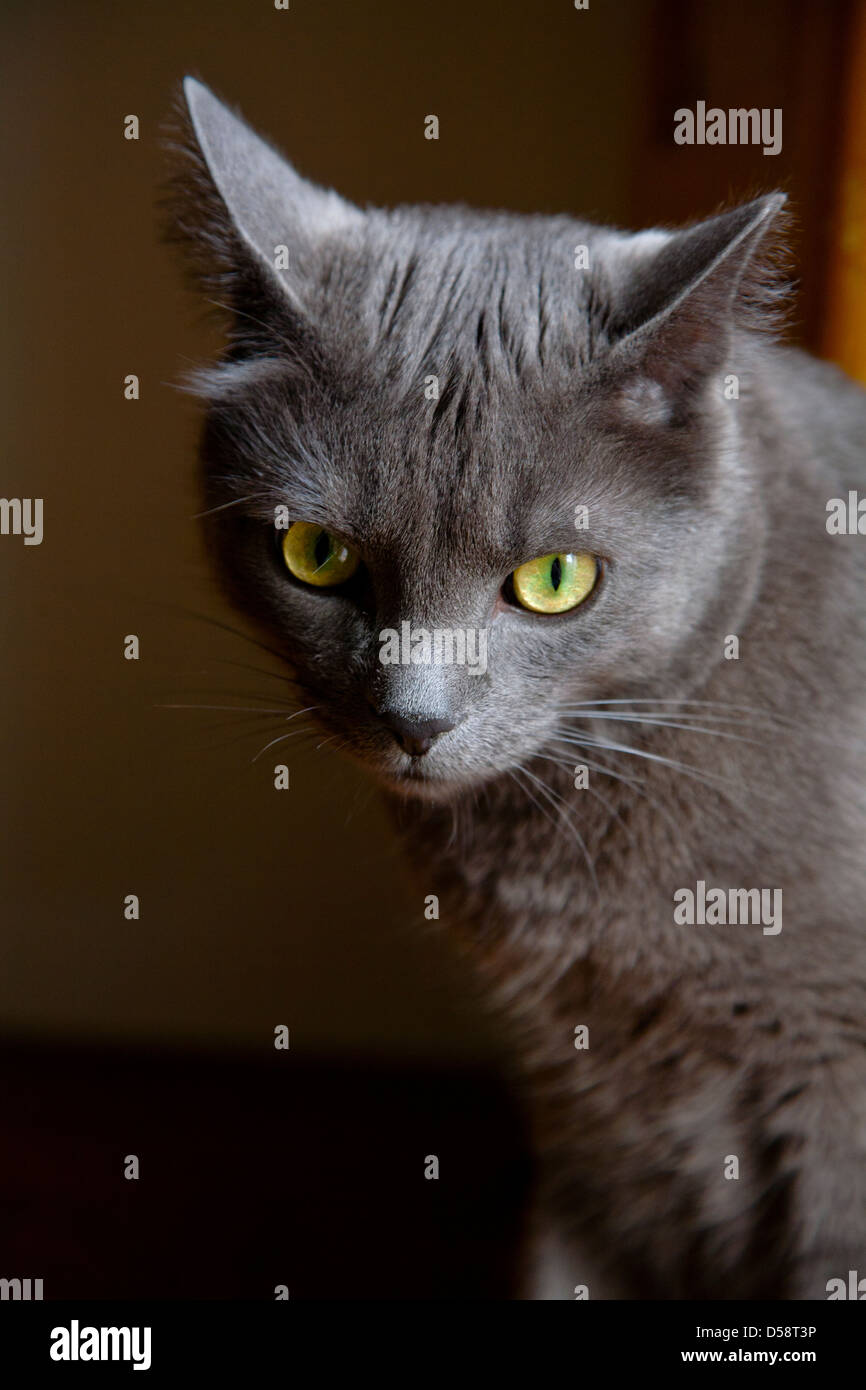 Female Russian gray cat Stock Photo - Alamy