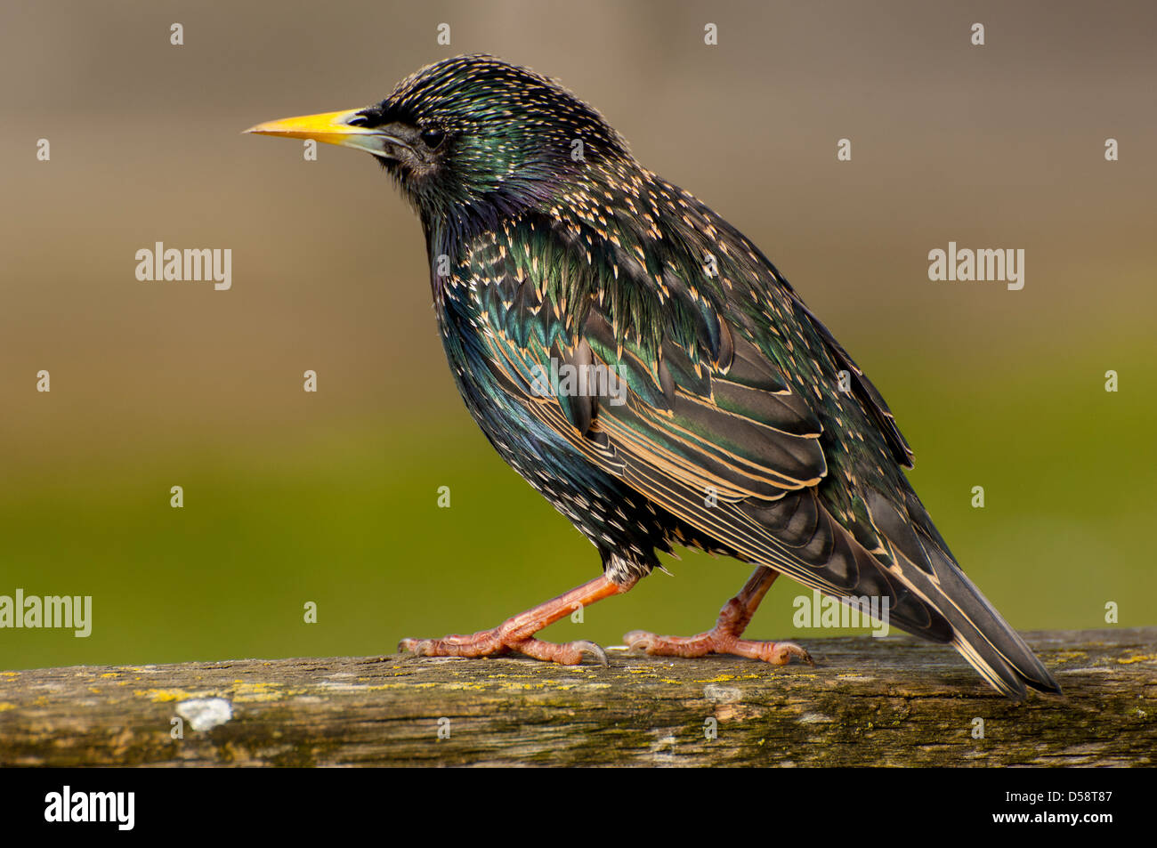 Indigenous uk hi-res stock photography and images - Alamy
