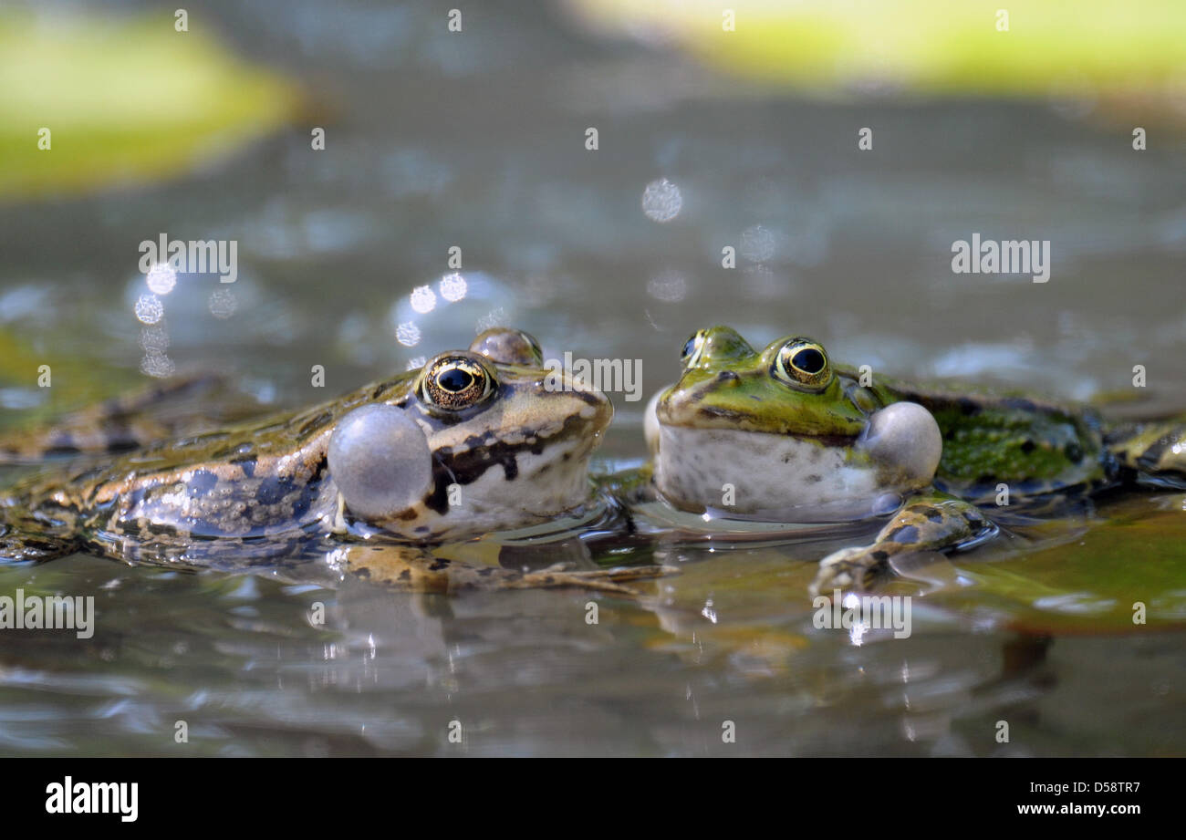 Pool frogs hi-res stock photography and images - Alamy