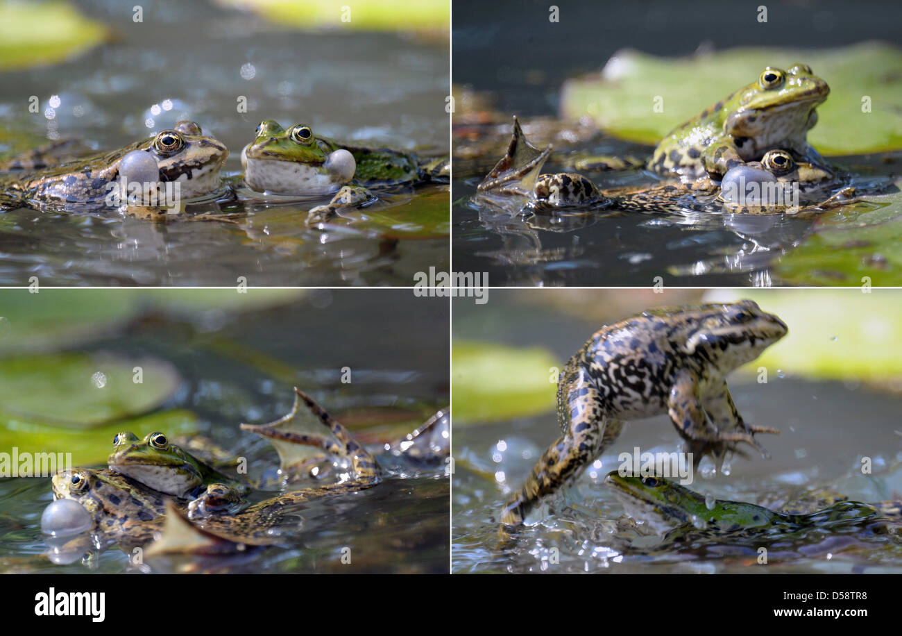 Pool frogs hi-res stock photography and images - Alamy
