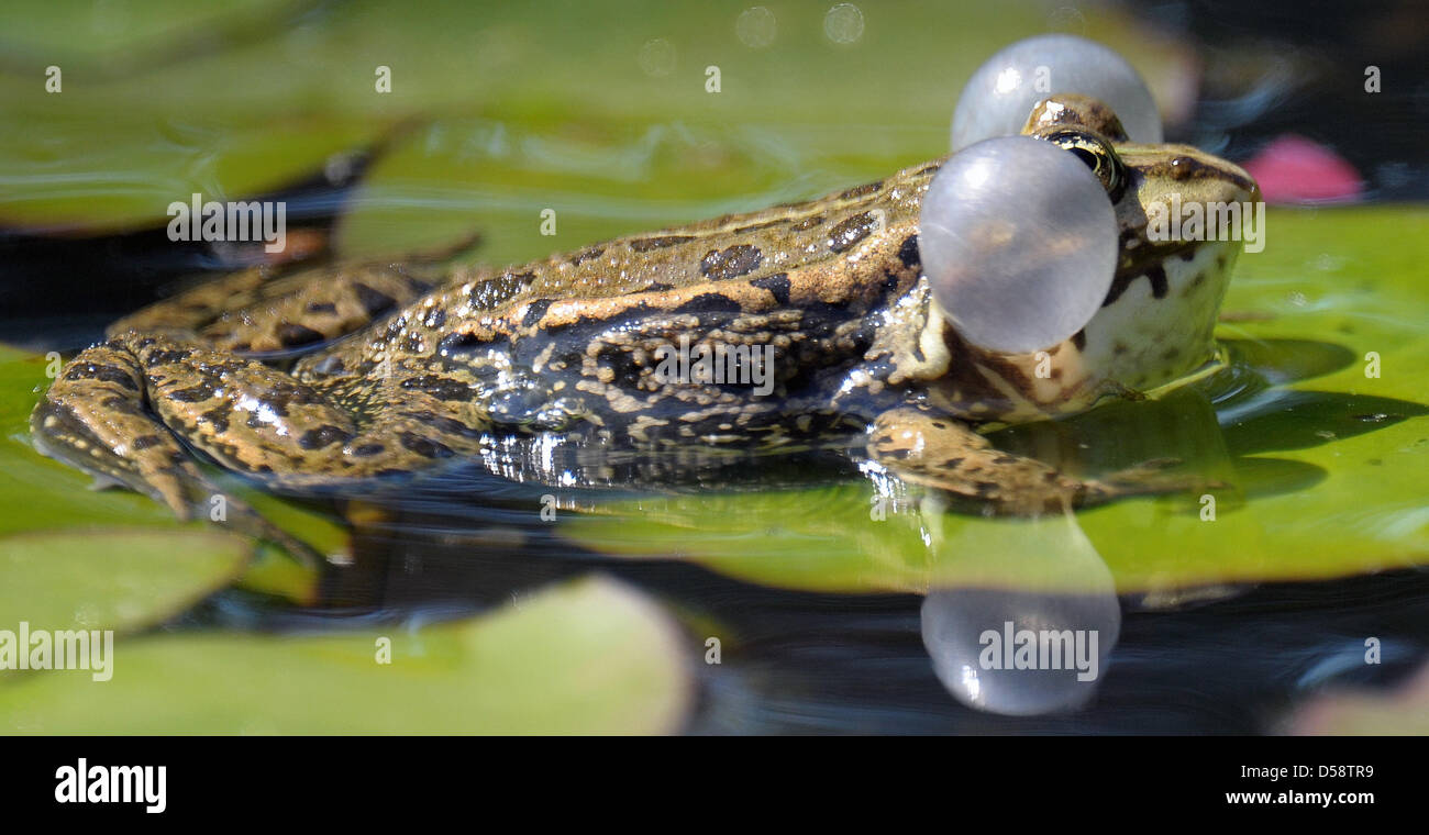 Pool frogs (Pelophylax esculentus) try to mate in a pond at the ...