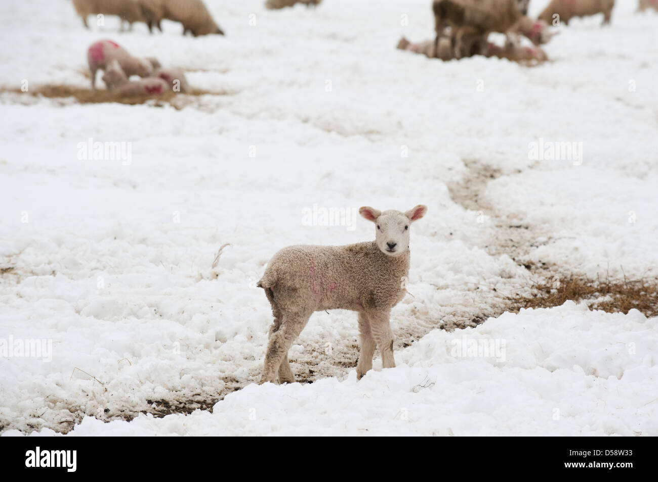 Lambs in hill hi-res stock photography and images - Alamy