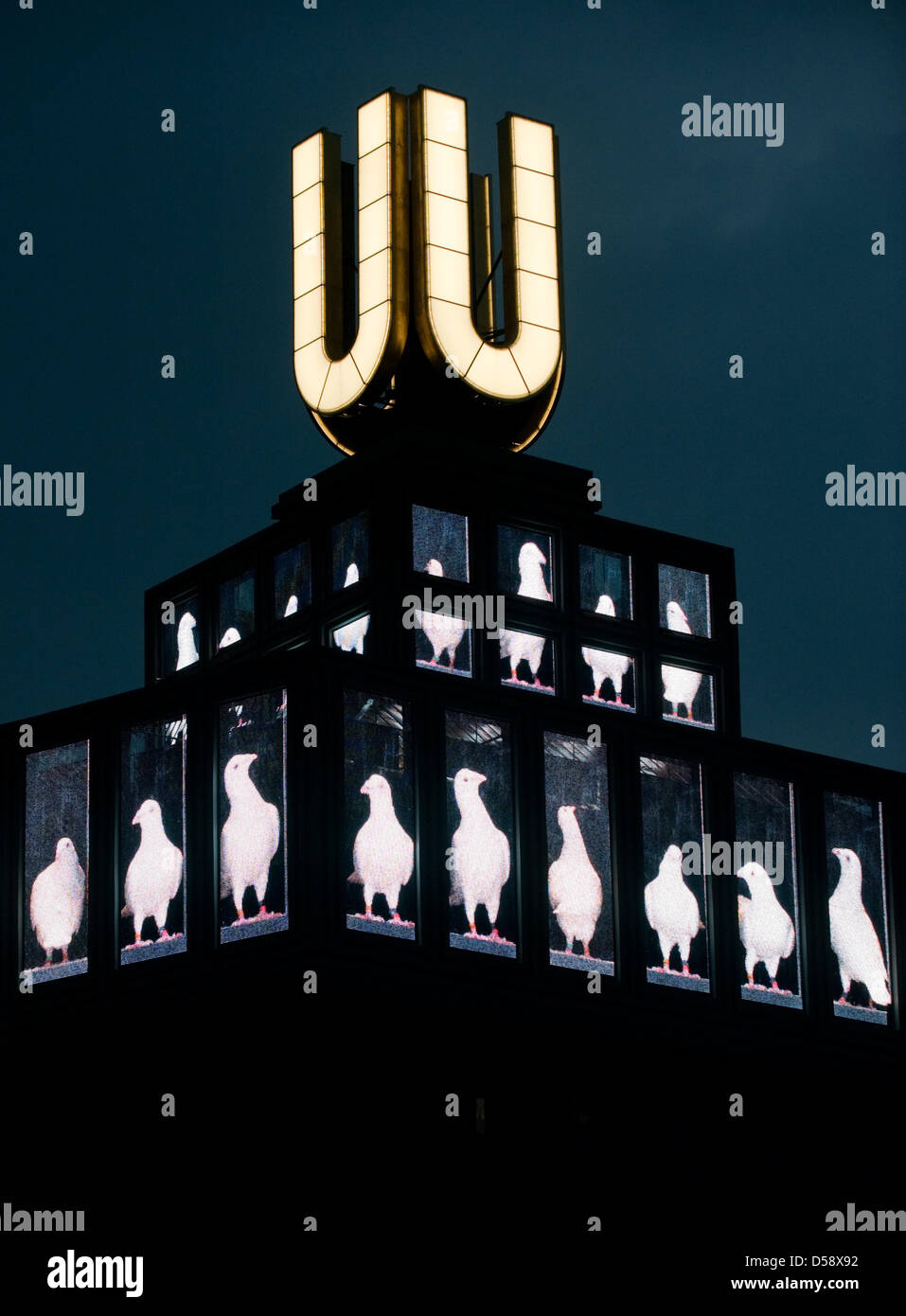 White carrier pigeons by film artist Adolf Winkelmann sit in the ...