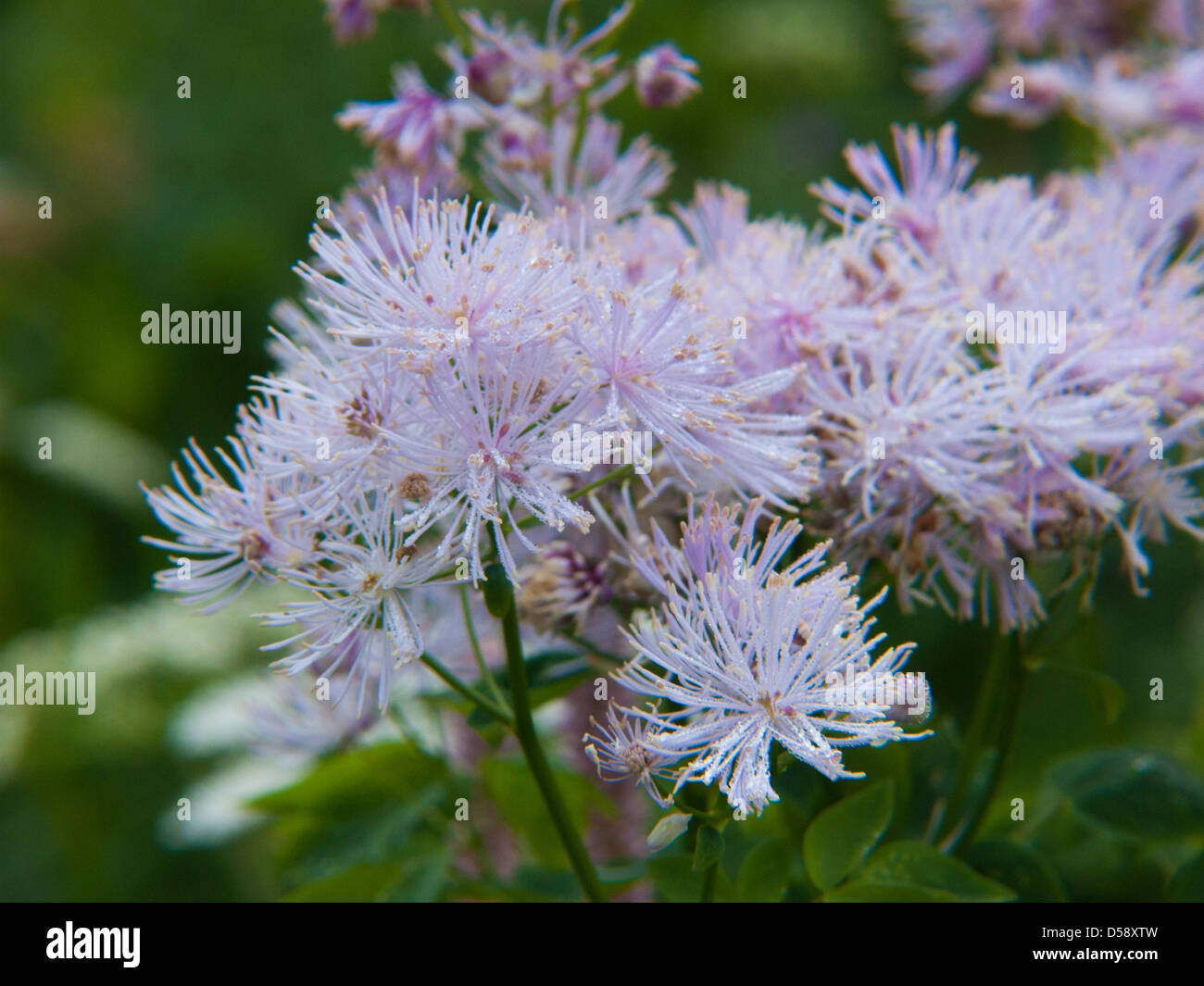 Very pale violet flowers hi-res stock photography and images - Alamy