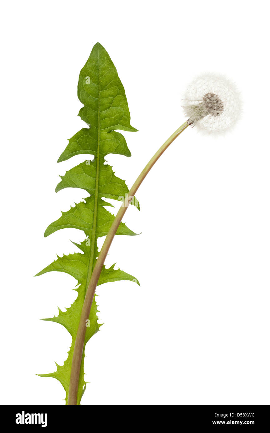 flower and leaf dandelion on white background Stock Photo - Alamy