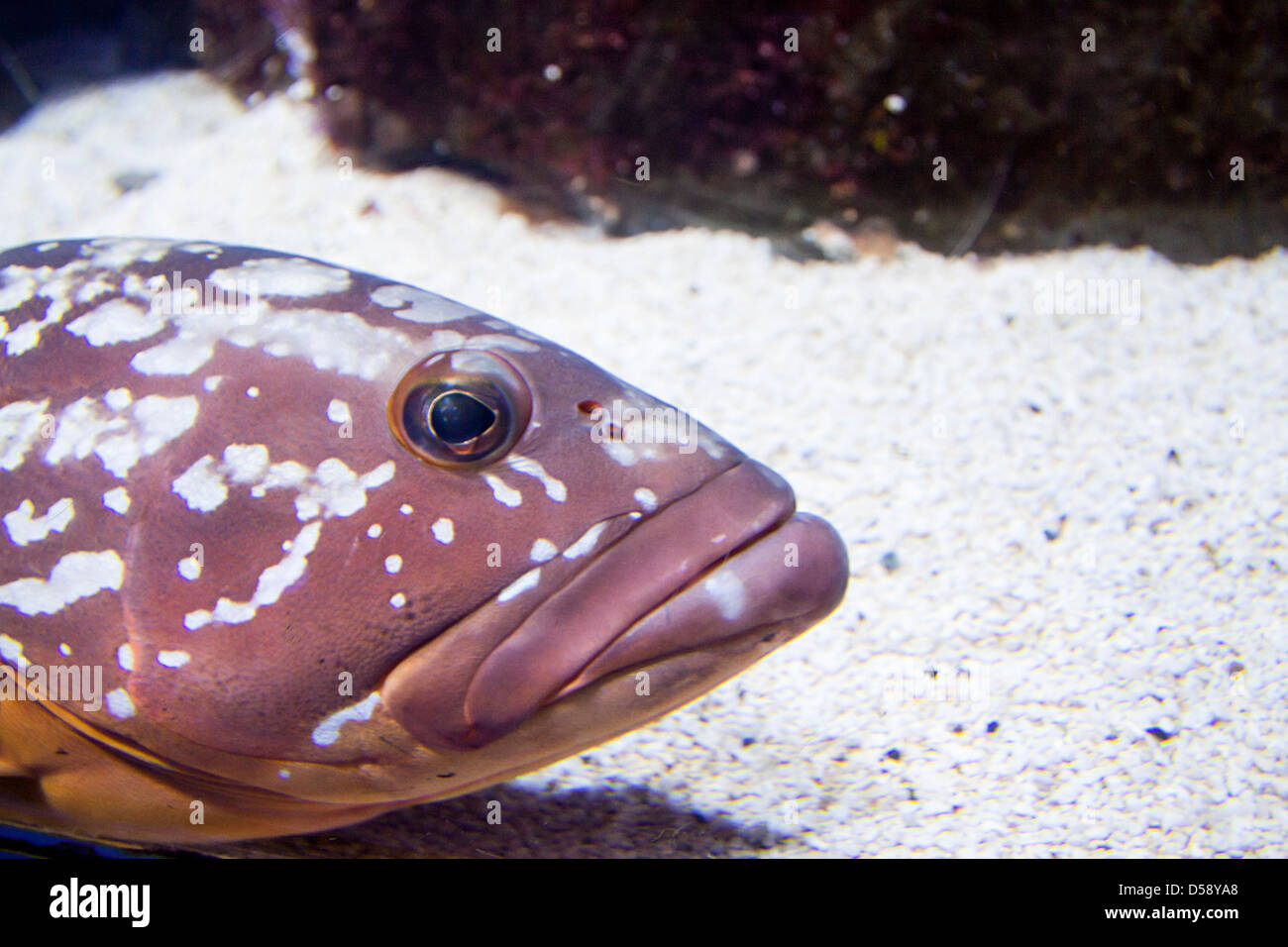 Grouper predators of the Mediterranean sea. Genova, Liguria. Italy ...