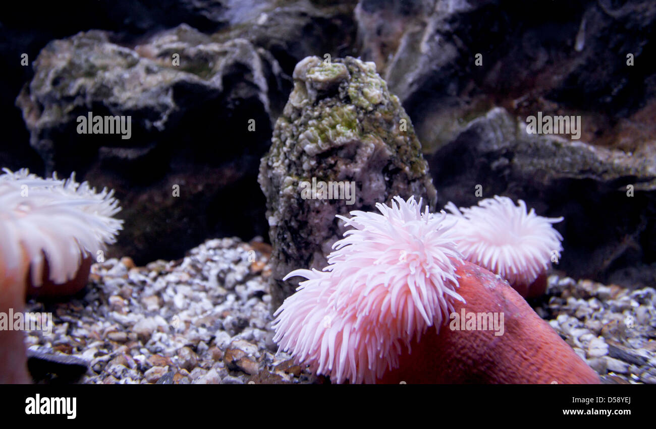 Sea Anemone Eating High Resolution Stock Photography and Images - Alamy