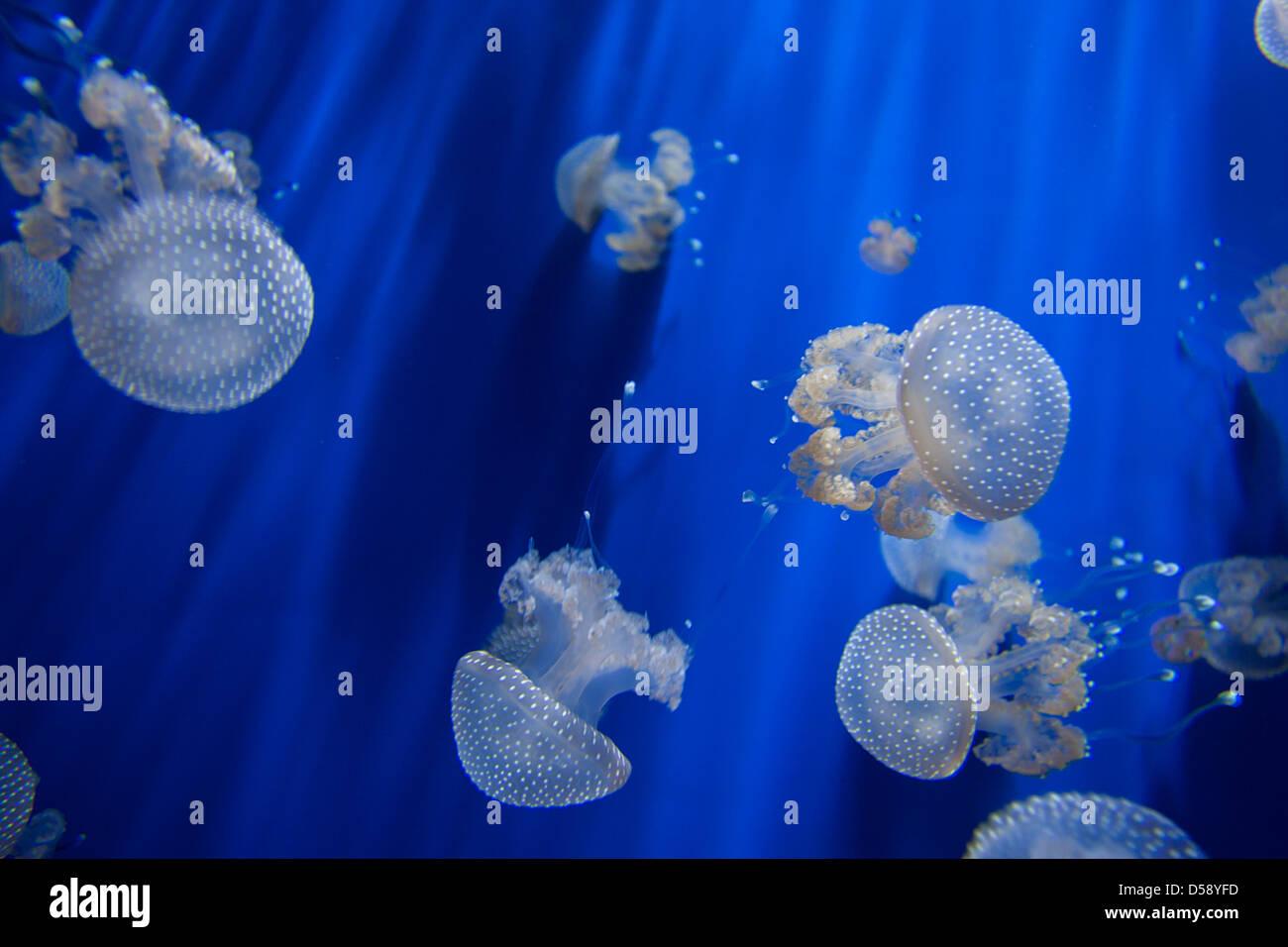 Medusas glowing mystic self-luminous light underwater below the ocean ...