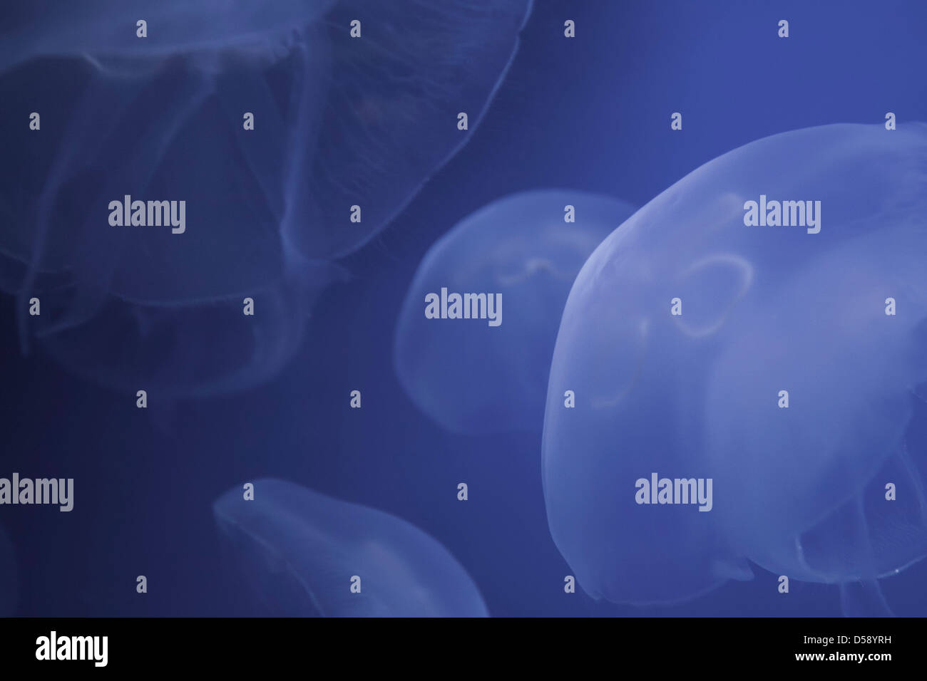 Medusas glowing mystic self-luminous light underwater below the ocean ...