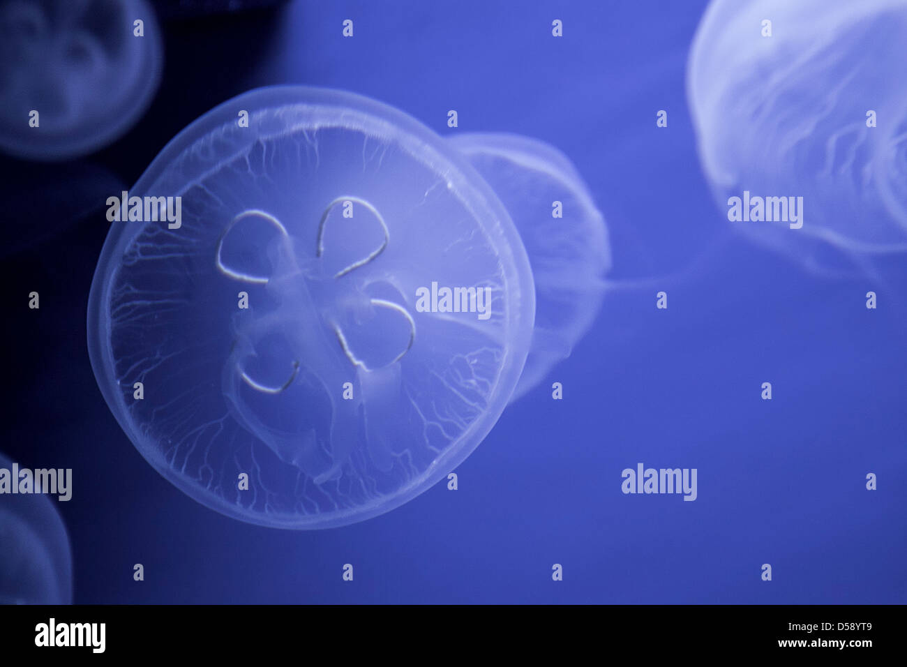 Medusas glowing mystic self-luminous light underwater below the ocean ...