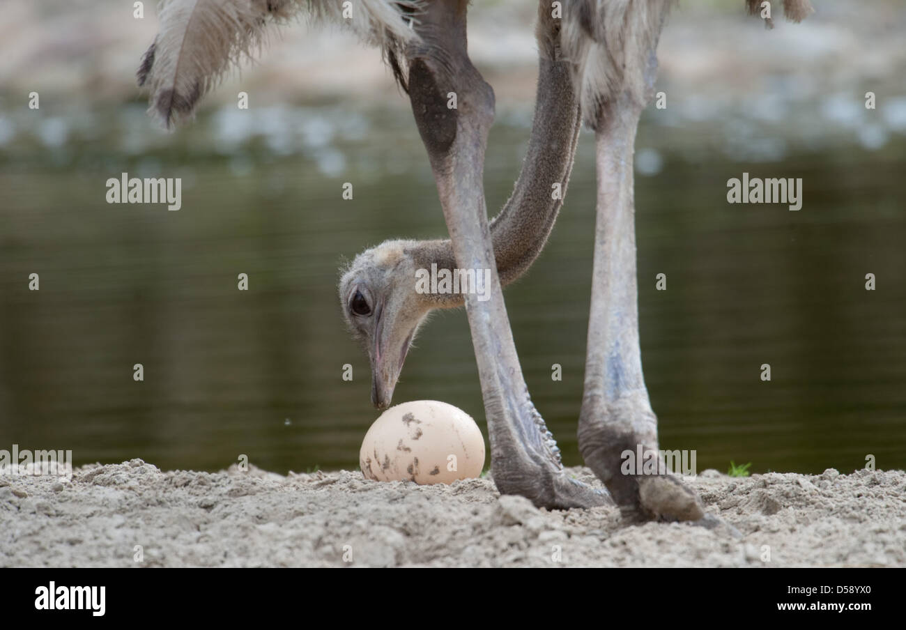 Female ostrich Hedwig watches her new egg in the enclosure in the ...