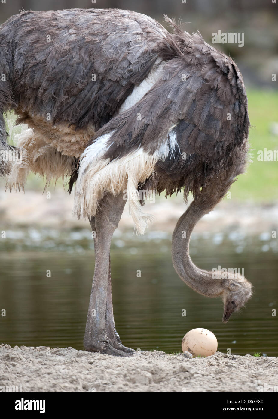 Female ostrich Hedwig watches her new egg in the enclosure in the ...