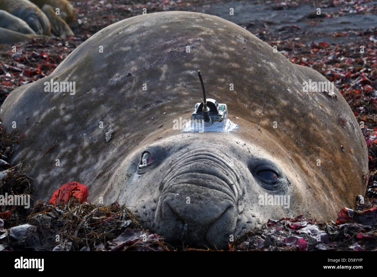 An undated Alfred Wegener Institute for Polar and Marine Research (AWI ...